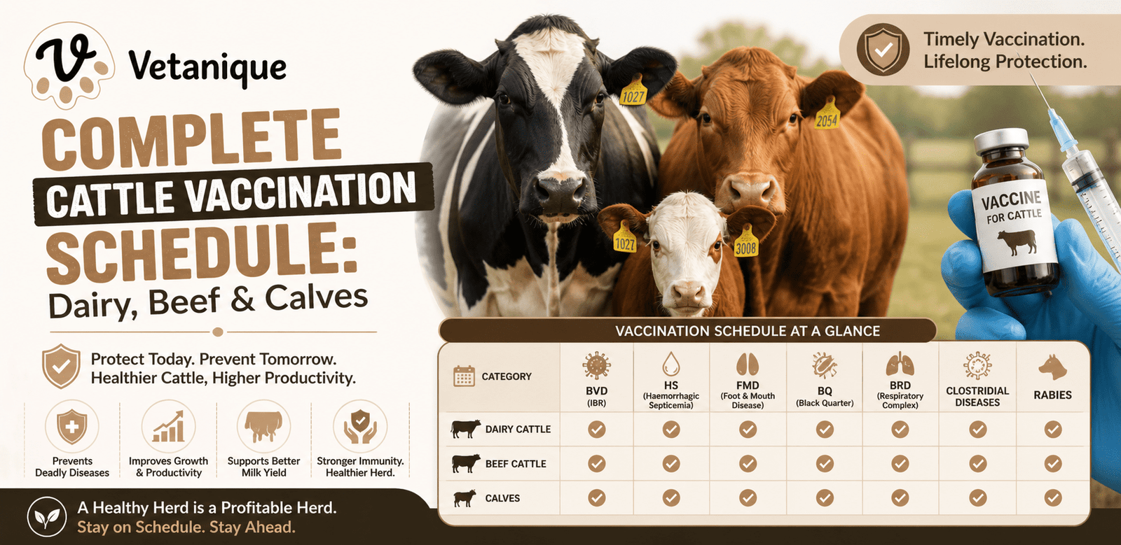 Complete Cattle Vaccination Schedule 2026: Dairy, Beef & Calves - Vetanique